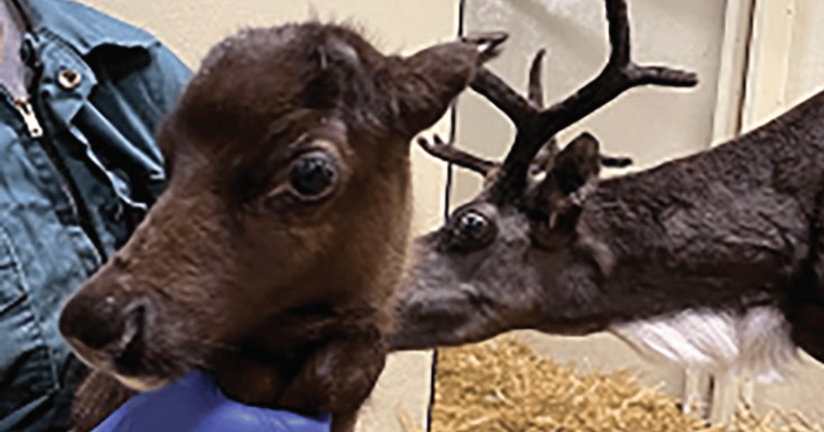 Rush shipment of medicine saves baby reindeer